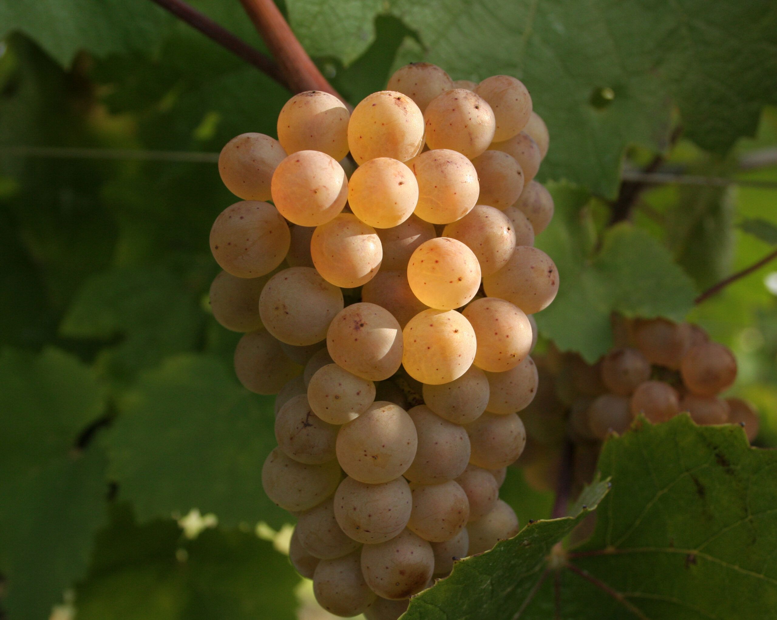 Acheter part vigne en Bourgogne | Groupement foncier agricole (GFA)